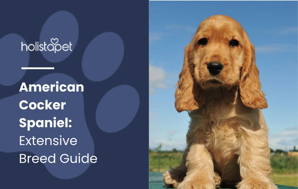 American Cocker Spaniel: Extensive Breed Guide