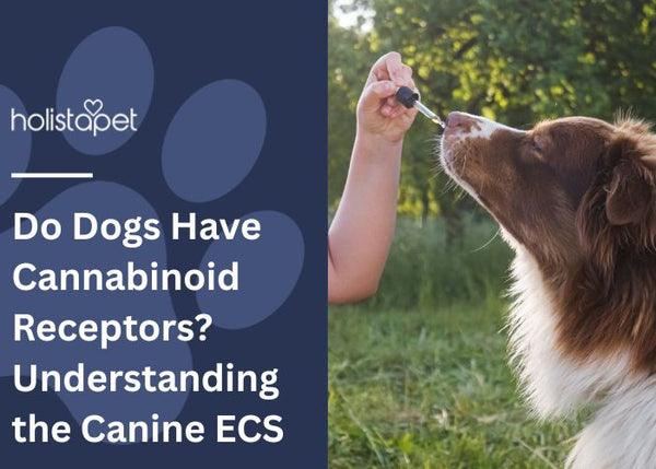 Lion’s Mane for Dogs – Benefits, Safety, and How It Works