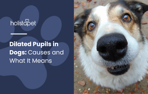 Dilated Pupils in Dogs: Causes and What It Could Mean