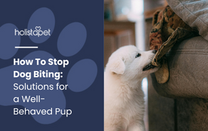 Dog Won't Stop Whining: Common Reasons Why & How To Help | Holistapet