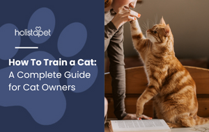 How To Train a Cat: The Most Effective Guide for Loving Owners | Holistapet