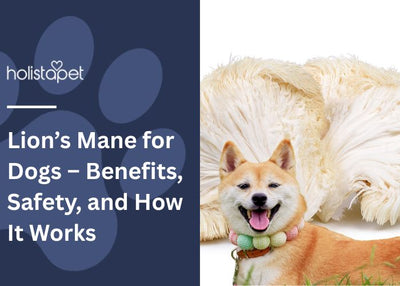 Lion’s Mane for Dogs – Benefits, Safety, and How It Works
