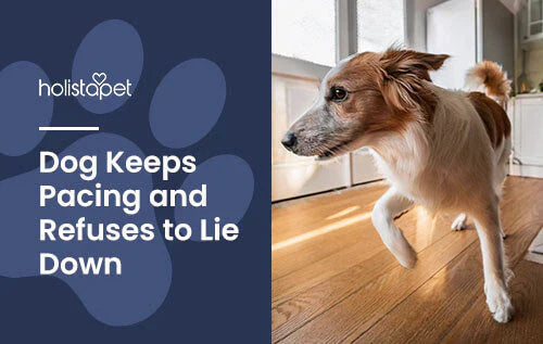 dislocated shoulder dog