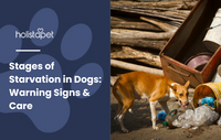 Stages of Starvation in Dogs: Warning Signs & Care Advice