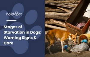 Stages of Starvation in Dogs: Warning Signs & Care Advice