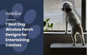 7 Best Dog Window Perch Designs for Entertaining Canines