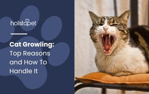 Cat Growling: Common Reasons Why and How To Handle It