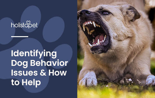 12 Common Dog Behavior Issues + Suggested Solutions