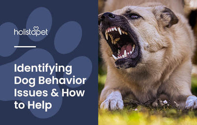 12 Common Dog Behavior Issues + Suggested Solutions