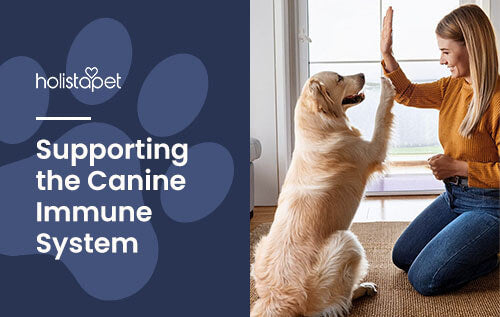 How To Boost Dogs' Immune System: Simple Tips and Tricks