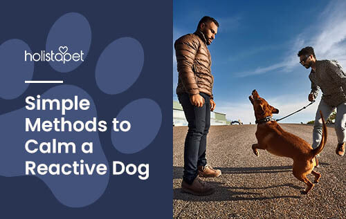 How To Calm a Reactive Dog [Simple Methods & Quick Fixes]
