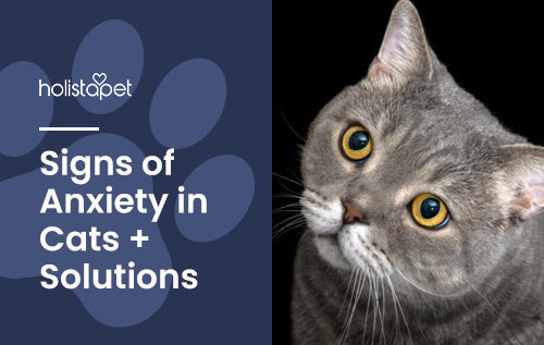 Signs of Anxiety in Cats + Solutions [Decoding Feline Frustration ...