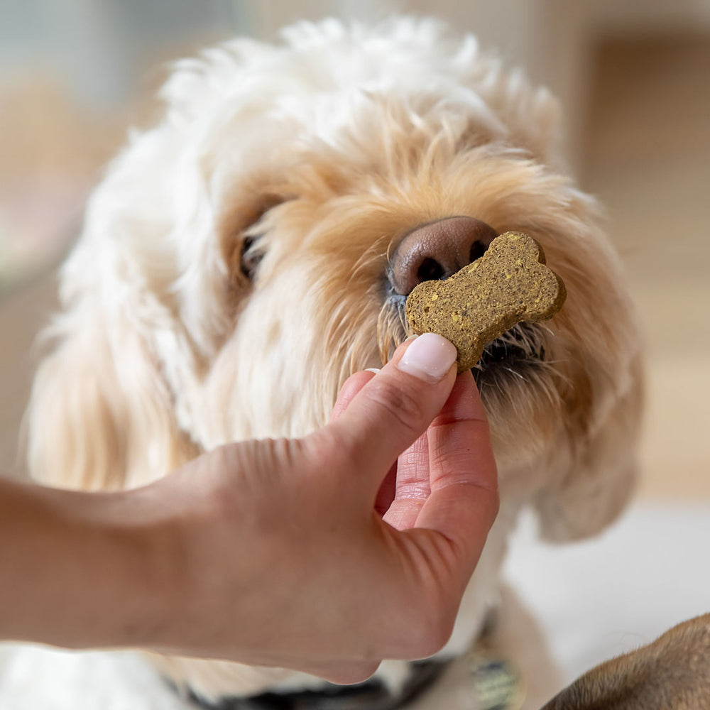 Top Rated CBD Dog Treats For Anxiety | HolistaPet