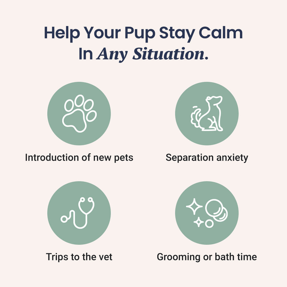 CBD Calming Chews for Dogs | HolistaPet