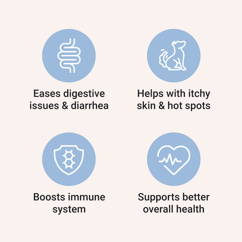 Best Probiotic For Dogs - Vet Approved Safe And Effective