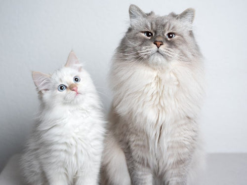 Cat Years to Human Years | Calculator & Lifespan Charts