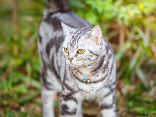 Cat Years to Human Years | Calculator & Lifespan Charts