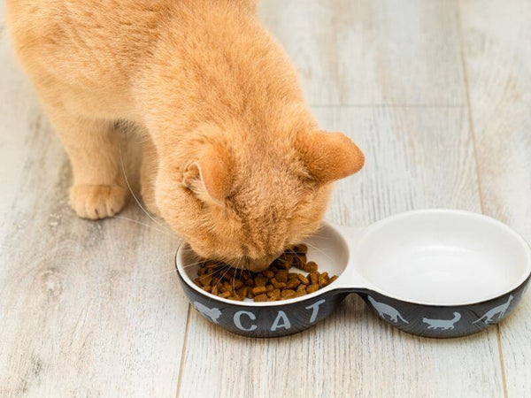 How Much to Feed a Cat: Chart, Calories + Feeding Guidelines