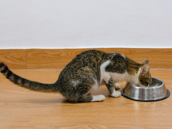 How Much to Feed a Cat: Chart, Calories + Feeding Guidelines