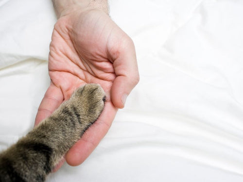 Cat Years to Human Years | Calculator & Lifespan Charts