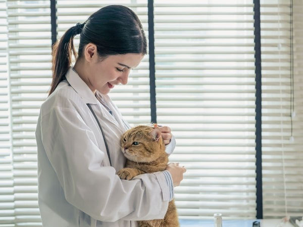 Cat Years to Human Years | Calculator & Lifespan Charts | Holistapet