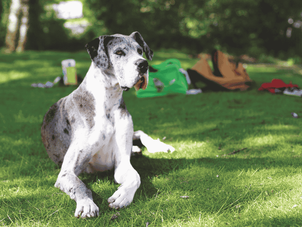 Dog Age Calculator | Instant Conversion